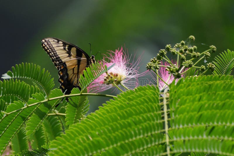 Closeup of an Eastern Tiger Swallowtail Perched on a Fern Plant Stock ...
