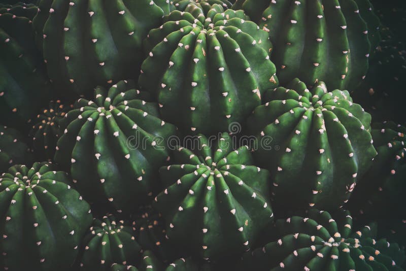 Closeup of Echinopsis Cactus in Dark Tone Color As Natural Pattern ...