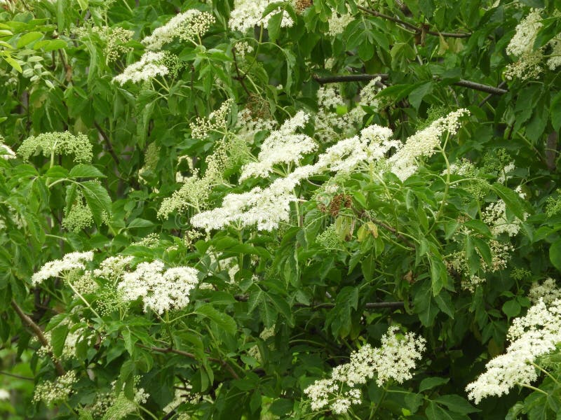 Closeup of an Elder Plant in a Forest at Daytime Stock Photo - Image of ...