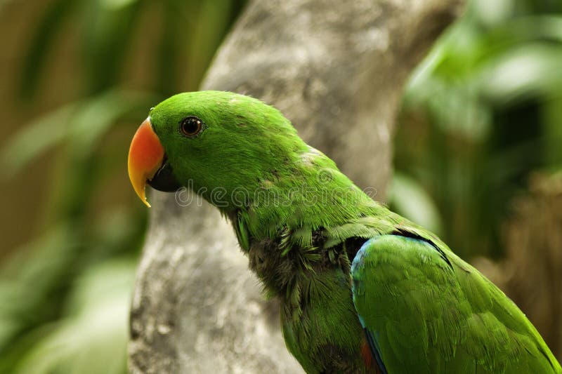 Electus Parrots stock photo. Image of colors, nature - 30204560