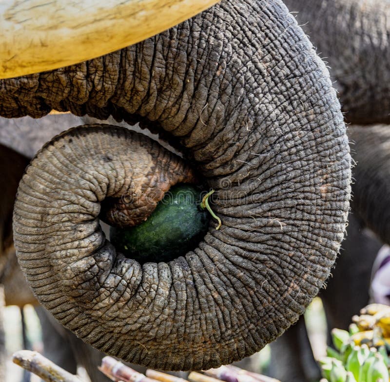Elephant picking up tire stock image. Image of mammal - 2594411