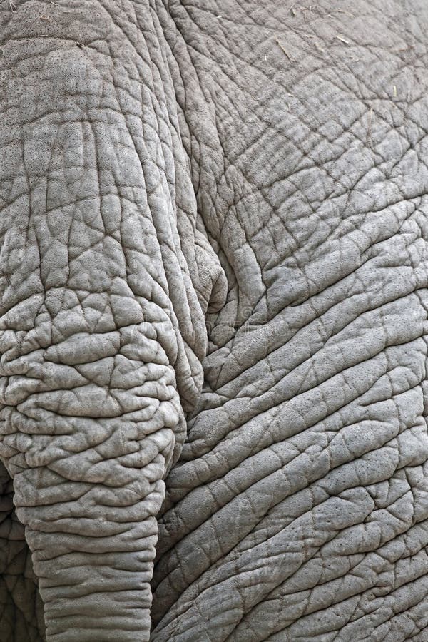 2,343 Wrinkled Elephant Skin Photos - Free & Royalty-Free Stock Photos ...