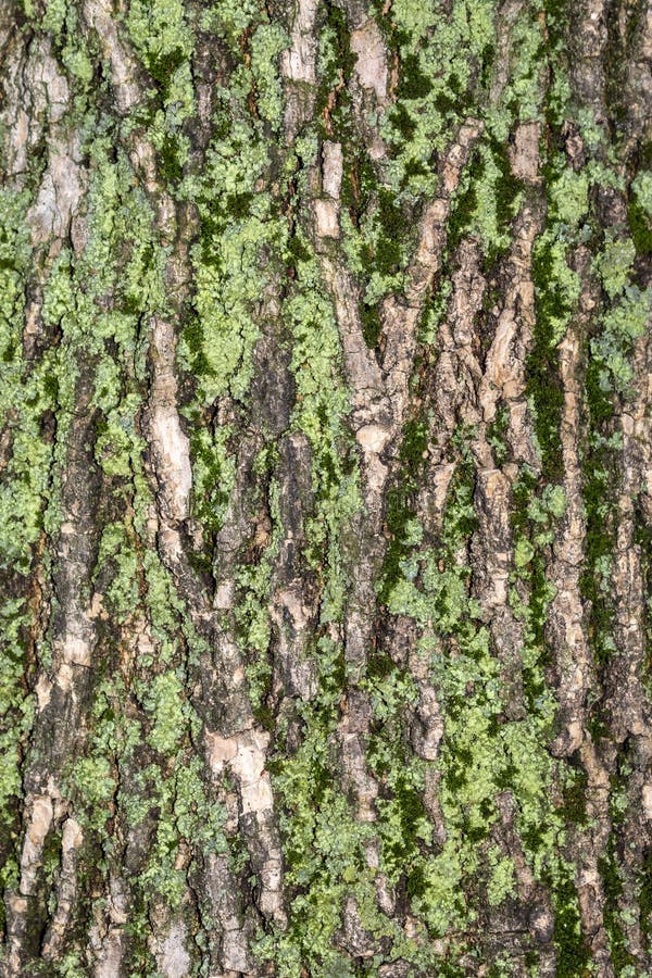 310 Moss Overlay Photos - Free & Royalty-Free Stock Photos from Dreamstime