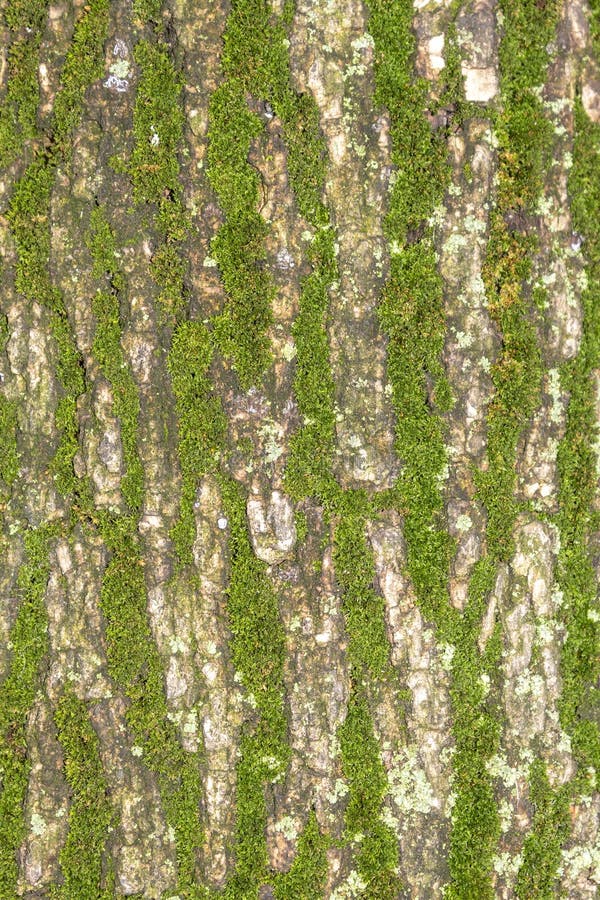 874 Moss Overlay Stock Photos - Free & Royalty-Free Stock Photos from ...