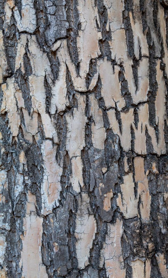 310 Moss Overlay Photos - Free & Royalty-Free Stock Photos from Dreamstime