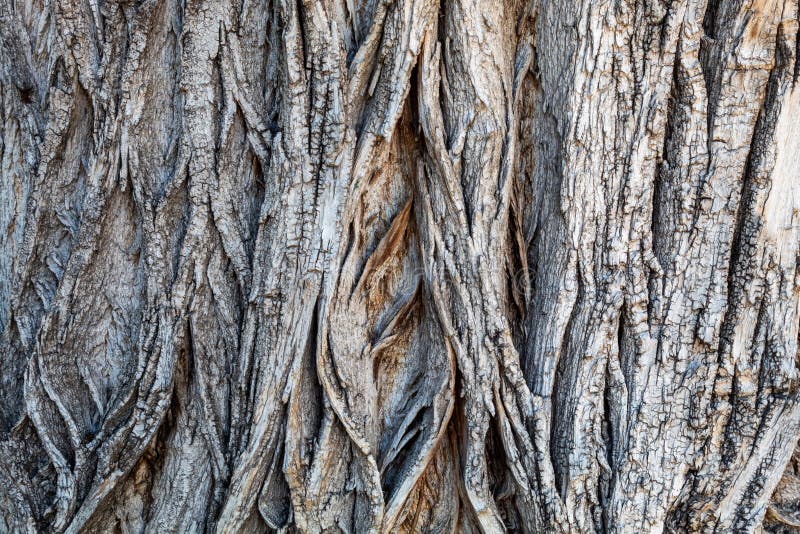 310 Moss Overlay Photos - Free & Royalty-Free Stock Photos from Dreamstime