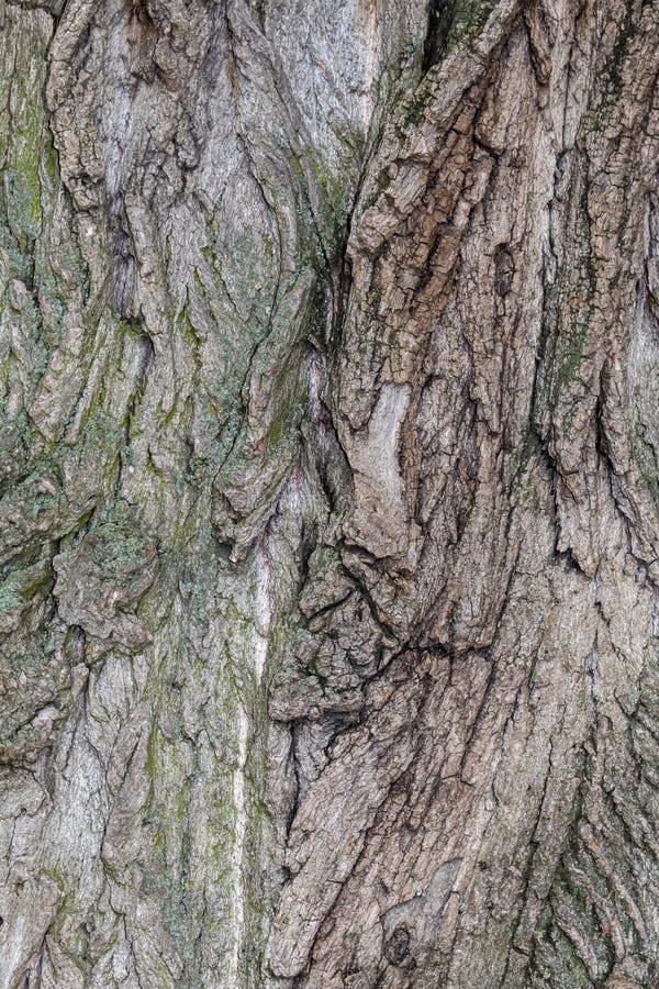 319 Moss Overlay Stock Photos - Free & Royalty-Free Stock Photos from ...