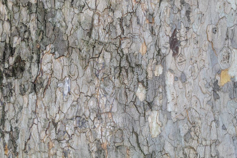 Closeup Embossed Tree Bark Texture for Background or Overlay Stock ...