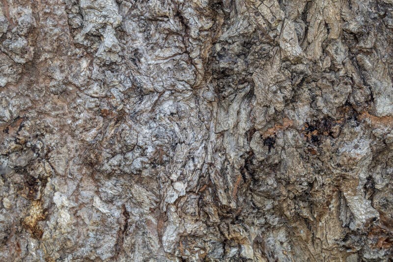 Closeup Embossed Tree Bark Texture for Background or Overlay Stock ...