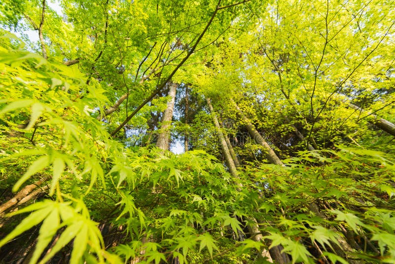 Closeup Emerald Green Maple Trees. Stock Photo - Image of environment ...