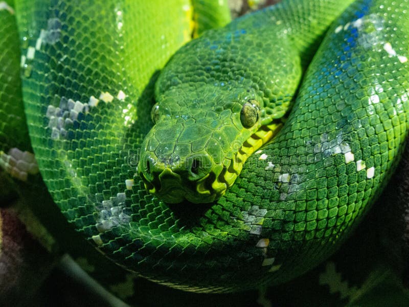 Closeup of an Emerald Tree Boa Under the Sunlight in a Zoo Stock Image ...