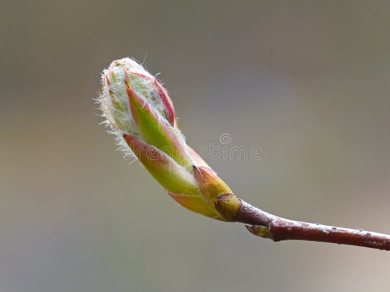 Emerging Flower in Colorful Fall Background Stock Photo - Image of ...
