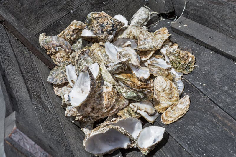 Closeup of Empty Oyster Shells in Wooden Box Stock Image - Image of ...