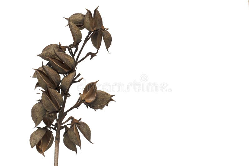 Closeup Empty Tree Fruit Pods White Background Stock Photo - Image of ...