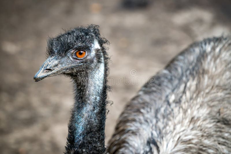 Closeup of emu stock image. Image of brown, neck, closeup - 79704619