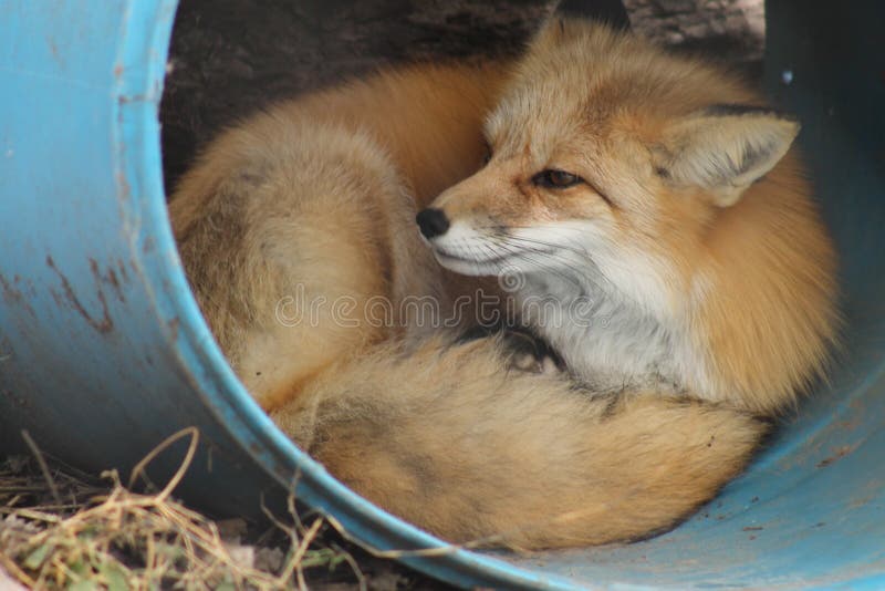 Closeup of an Endearing Fox Relaxing Stock Image - Image of rest ...