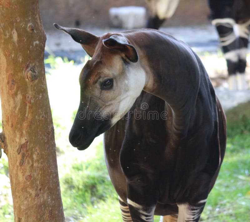 Closeup of an Endemic Okapi Forest Giraffe Stock Photo - Image of ...