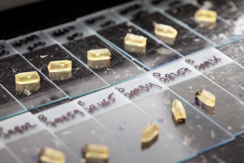 Closeup of Epoxy Embedded Tissue Samples Ready To Be Cut Using an ...