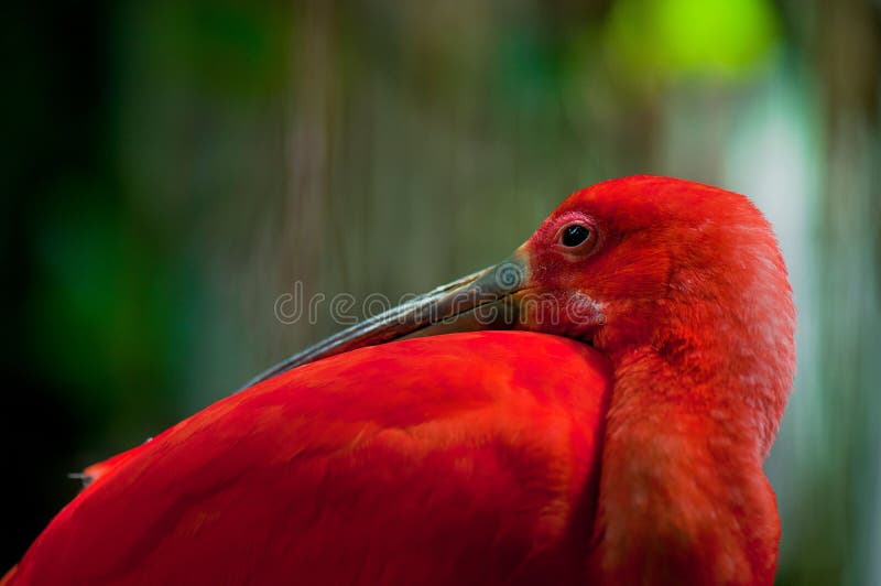 Closeup of Eudocimus Ruber Bird Looking Back Stock Photo - Image of ...