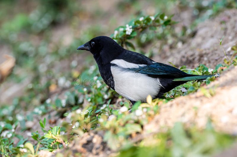 Closeup of a Eurasian Magpie Perched on Grassy Terrain Stock Photo ...