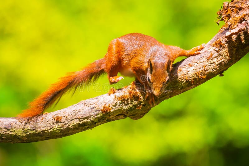 Curious Eurasian Red Squirrel, Sciurus Vulgaris, Running and Jumping ...