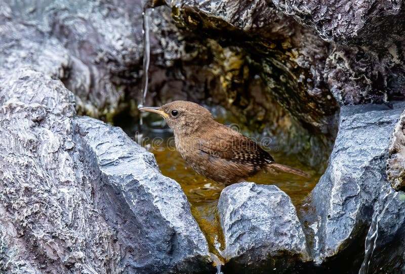 Closeup Eurasian Wren Sitting on a Stone Stock Photo - Image of nature ...
