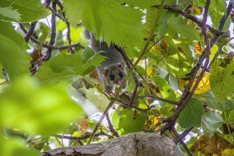 Closeup of a European Edible Dormouse on a Tree Stock Photo - Image of ...