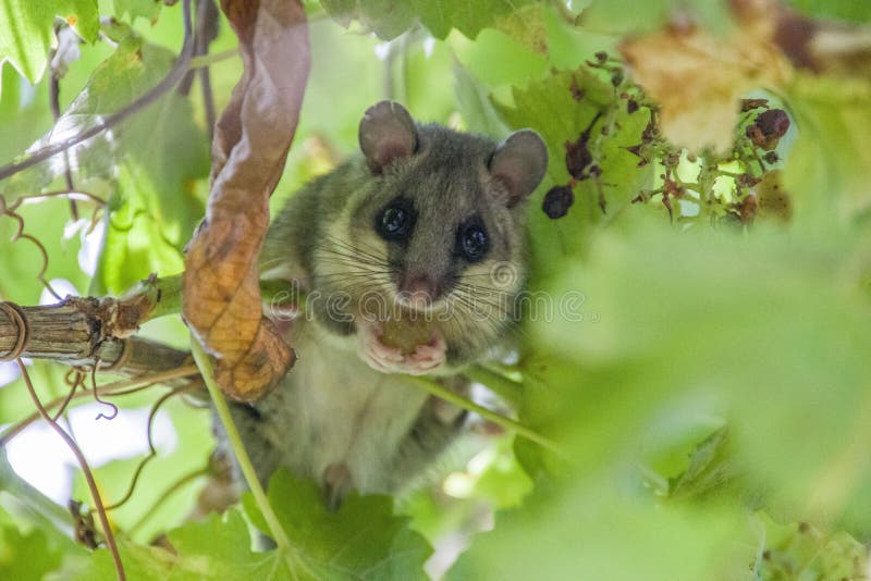 Closeup of a European Edible Dormouse on a Tree Stock Photo - Image of ...