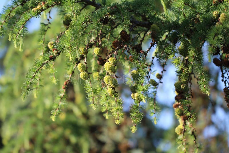 Closeup of a European Larch Branch Outdoors during Daylight Stock Photo ...