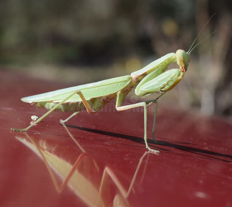 Closeup of a European Mantis on a Red Surface Stock Image - Image of ...