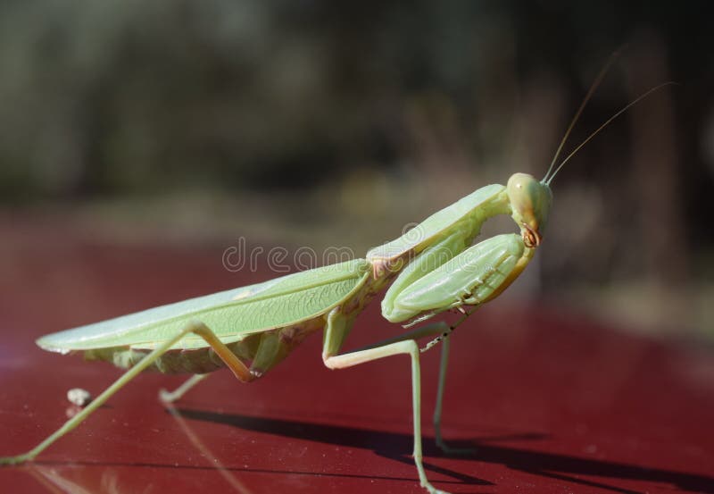 Praying Mantis Red Surface Closeup Stock Photos - Free & Royalty-Free ...