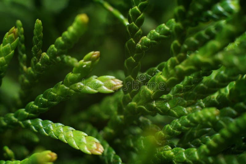 Closeup of Evergreen Leaves in a Field with a Blurry Background Stock ...