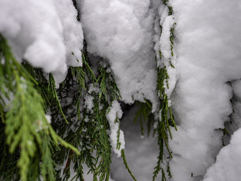 Evergreen s Snowfall stock photo. Image of beautiful - 137110280