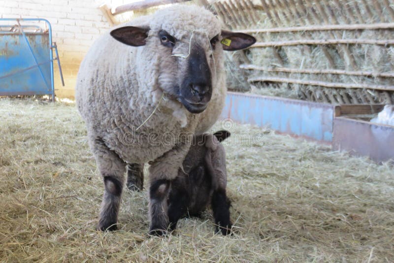 A Closeup of an Ewe Standing Looking Up while Her Lamb is Drinking from ...