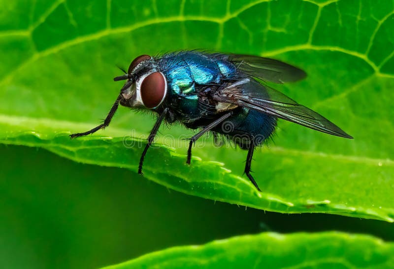 Closeup of Exotic Fly Diptera Resting on a Plant Leaf Stock Photo ...