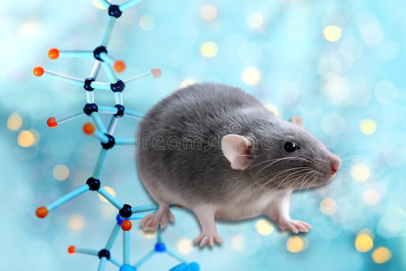 Closeup Experimental Laboratory Gray Rat, Concept Genetic Modifications ...