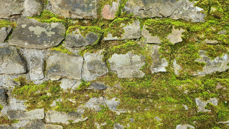 Mossy Stone Wall stock photo. Image of stonewall, grey - 167161428