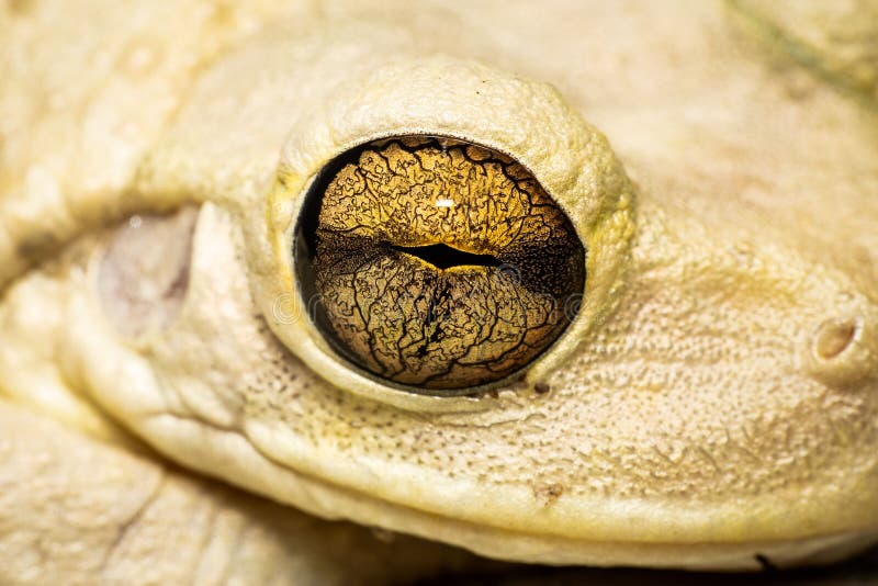 Closeup of the Eye of Marbled Tree Frog Stock Photo - Image of wildlife ...