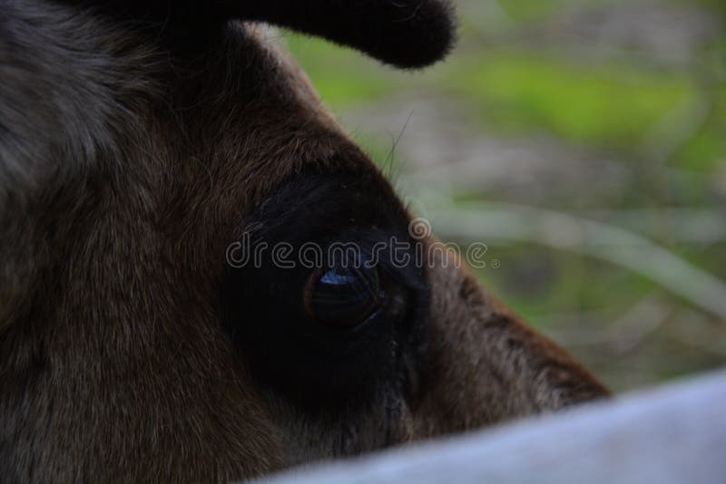 Closeup of an Eye of a Moose, Outdoors Stock Image - Image of focus ...