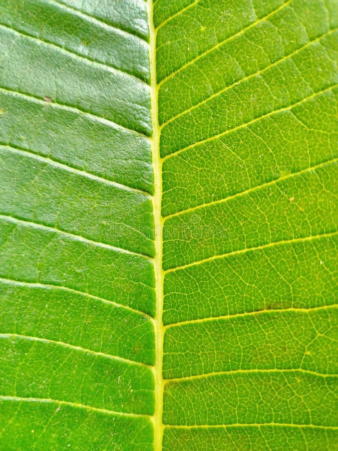 This is a Closeup of Fa Temple Flower Tree Leave Stock Photo - Image of ...