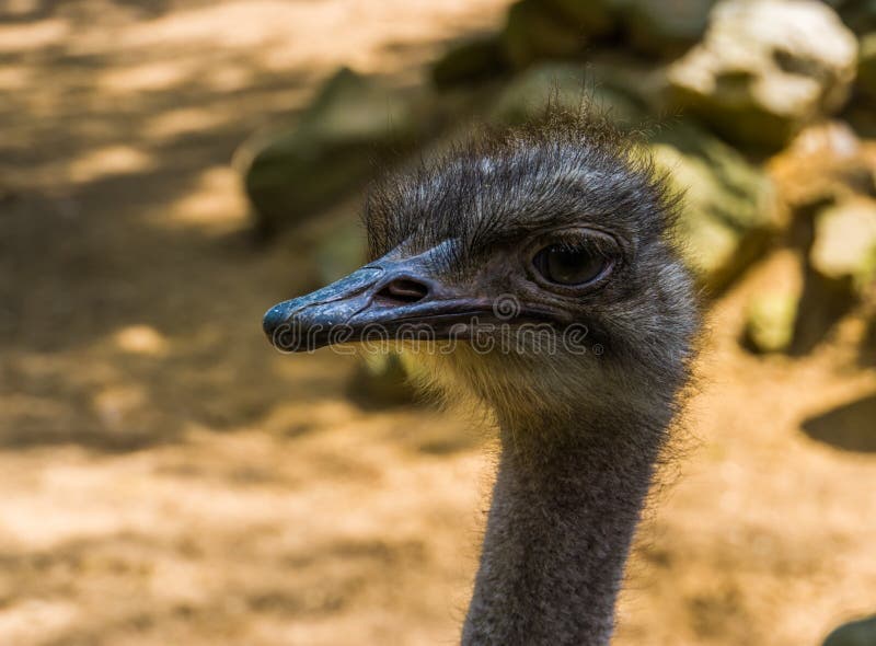 Closeup of the Face of a Common Ostrich from the Side, Popular ...