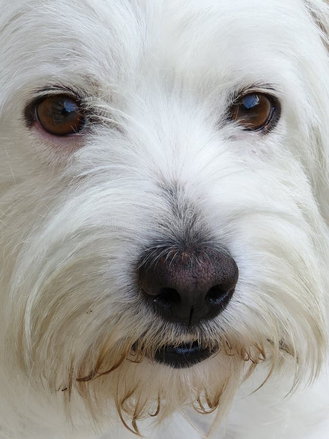 Closeup of the Face of a Coton De Tulear Dog Stock Image - Image of ...