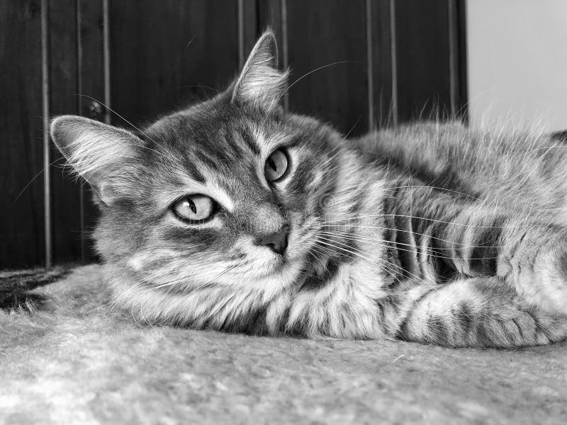 Closeup Face of a Cat Lying on Bed Stock Image - Image of grey, cute ...