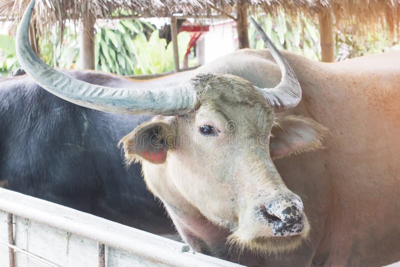 Carabao Face the National Animal of the Philippines Stock Photo - Image ...