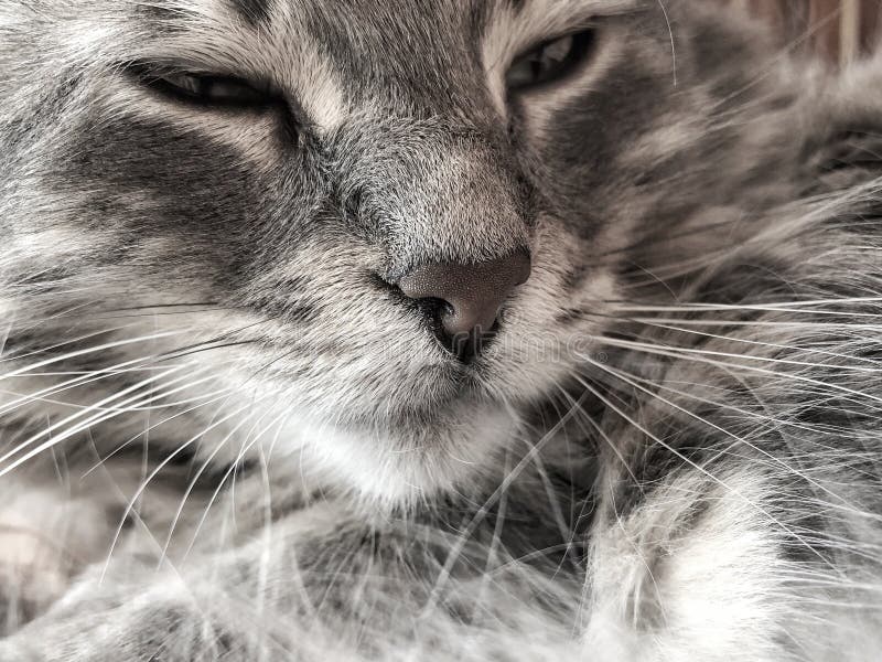 Closeup face of a gray cat stock photo. Image of lying - 127040616