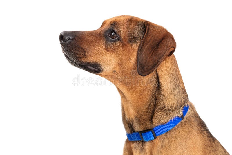 Closeup Brown Dog Facing Side Stock Image - Image of side, small: 143097873