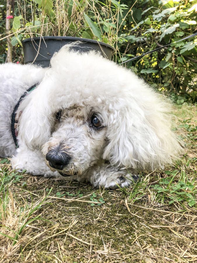 Closeup Face of a Poodle Dog at Garden Stock Photo - Image of canine ...