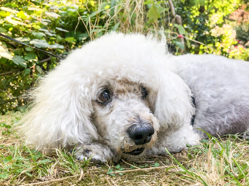 Face of poodle dog stock image. Image of purebred, friend - 39302529