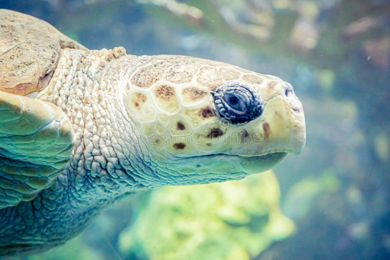 Turtle Face stock image. Image of face, tortoise, shoulders - 21443201