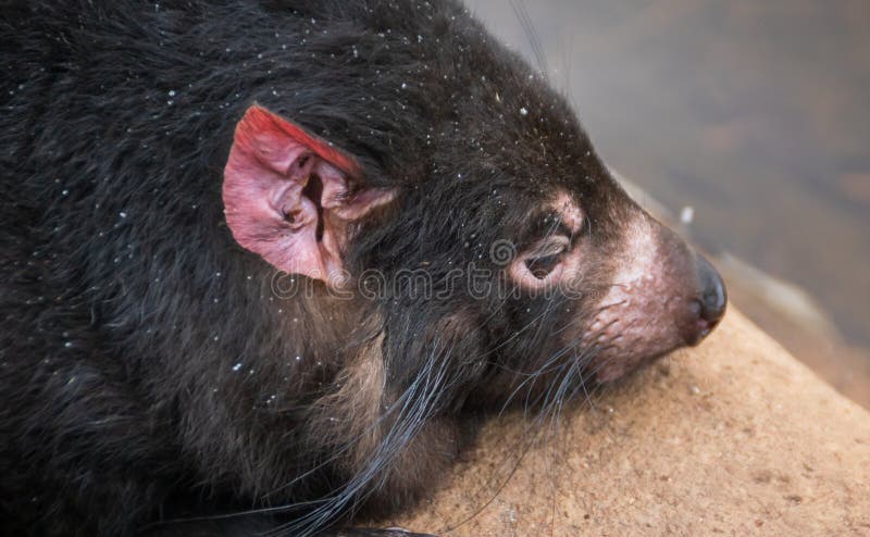 Tasmanian devil stock photo. Image of large, australia - 113926366